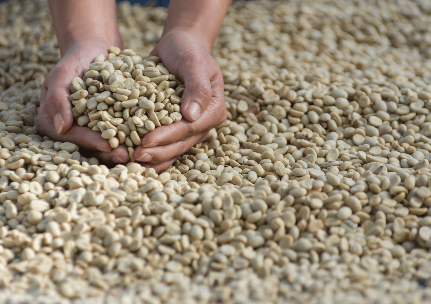Unroasted Robusta Coffee Beans - Halio Coffee