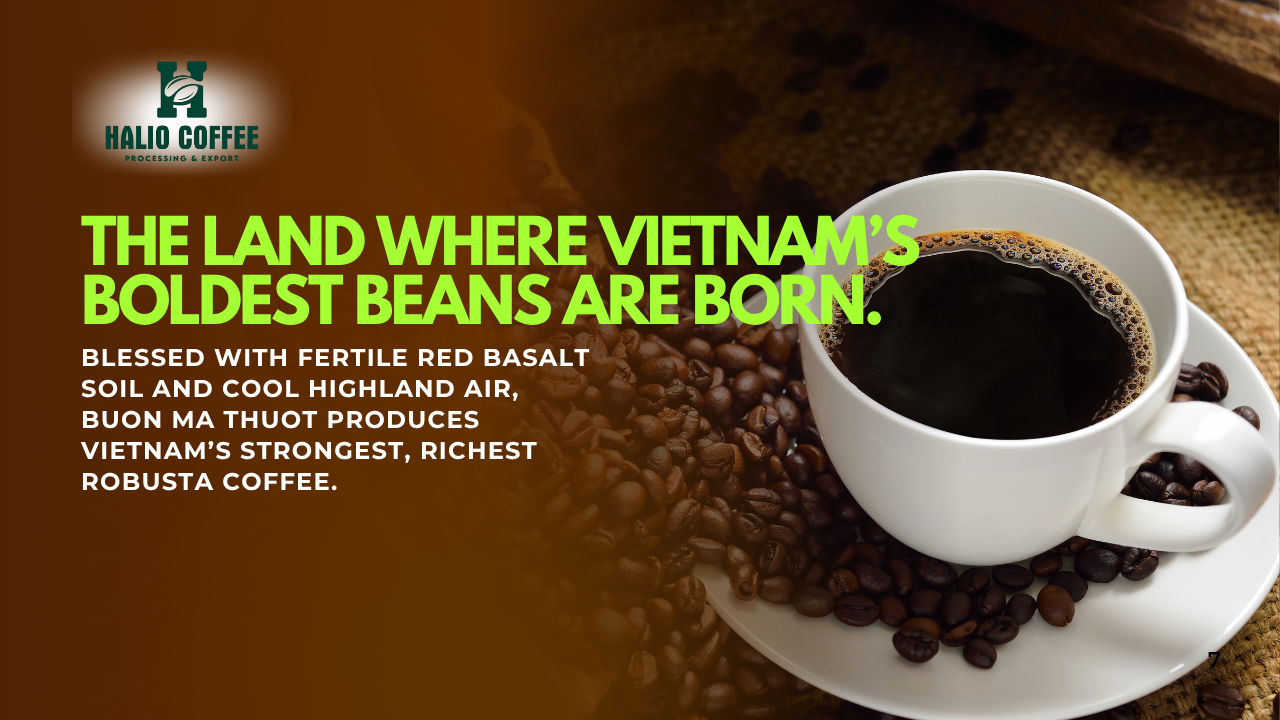 Robusta Coffee for Roasters - Halio Coffee