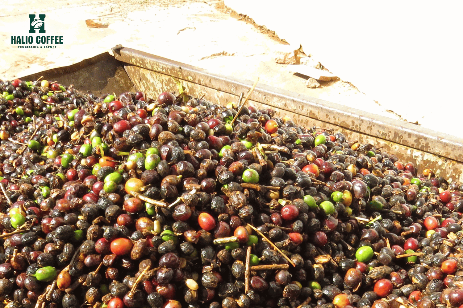 Coffee Prices Today, Nov 22: Markets Plunge as US Scraps 40% Tariff on ...