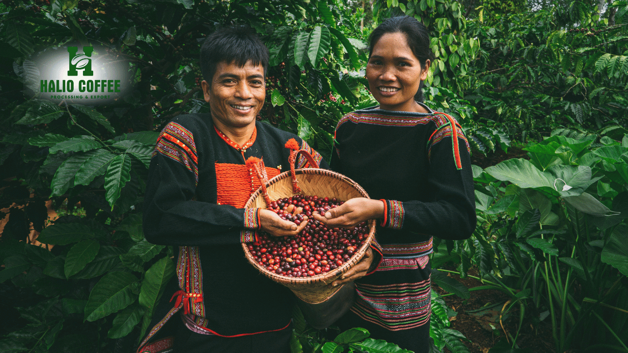 The Modern Buyer's Playbook: How to Shop for Coffee Direct from the ...