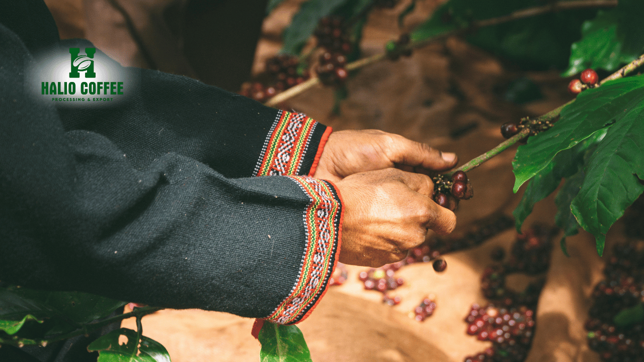A Masterclass in Vietnam Coffee Quality Control Standards for Global ...